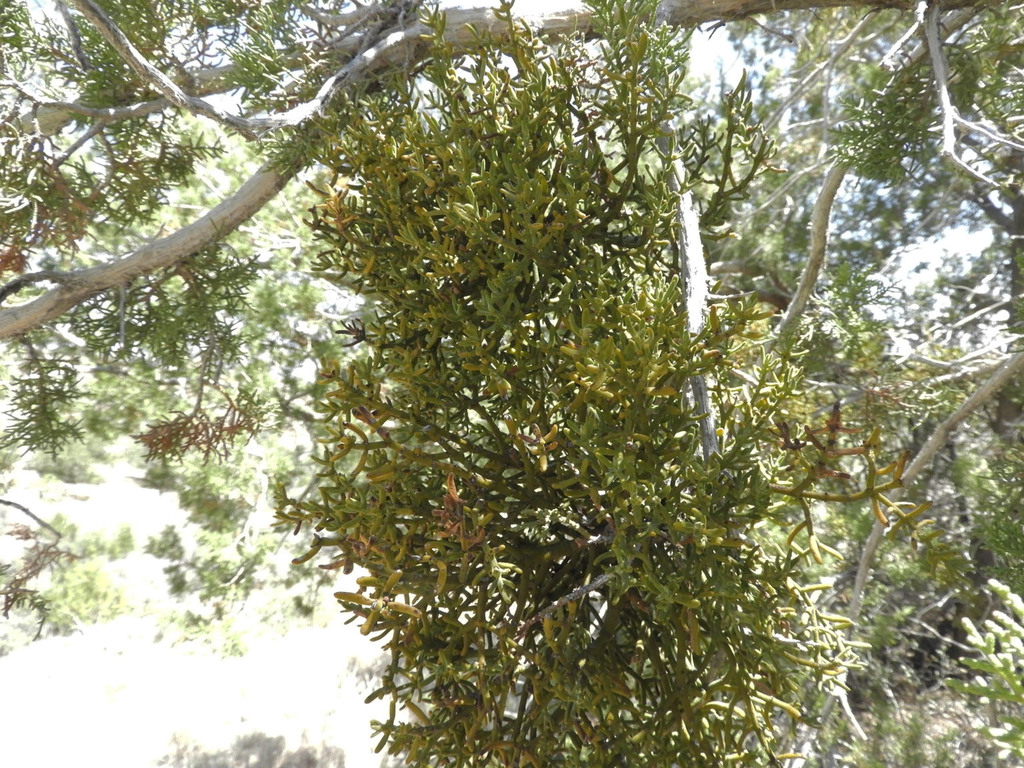 leafy mistletoes from Yavapai County, AZ, USA on May 21, 2021 at 11:23 ...