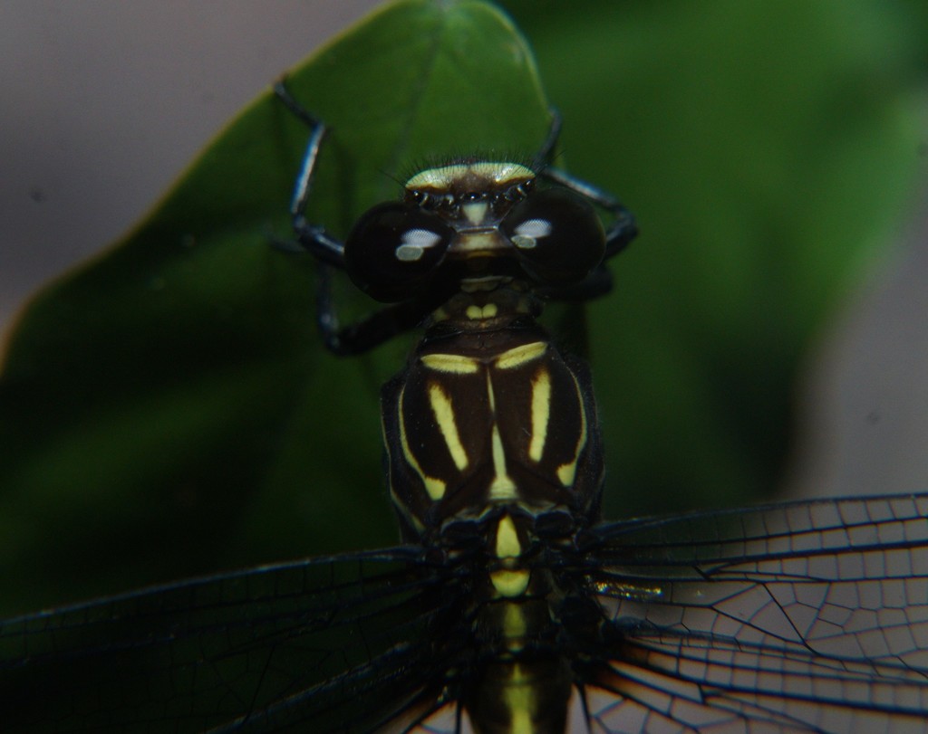 Common Knobtail from Villanueva, Honduras on May 25, 2021 at 07:28 PM ...