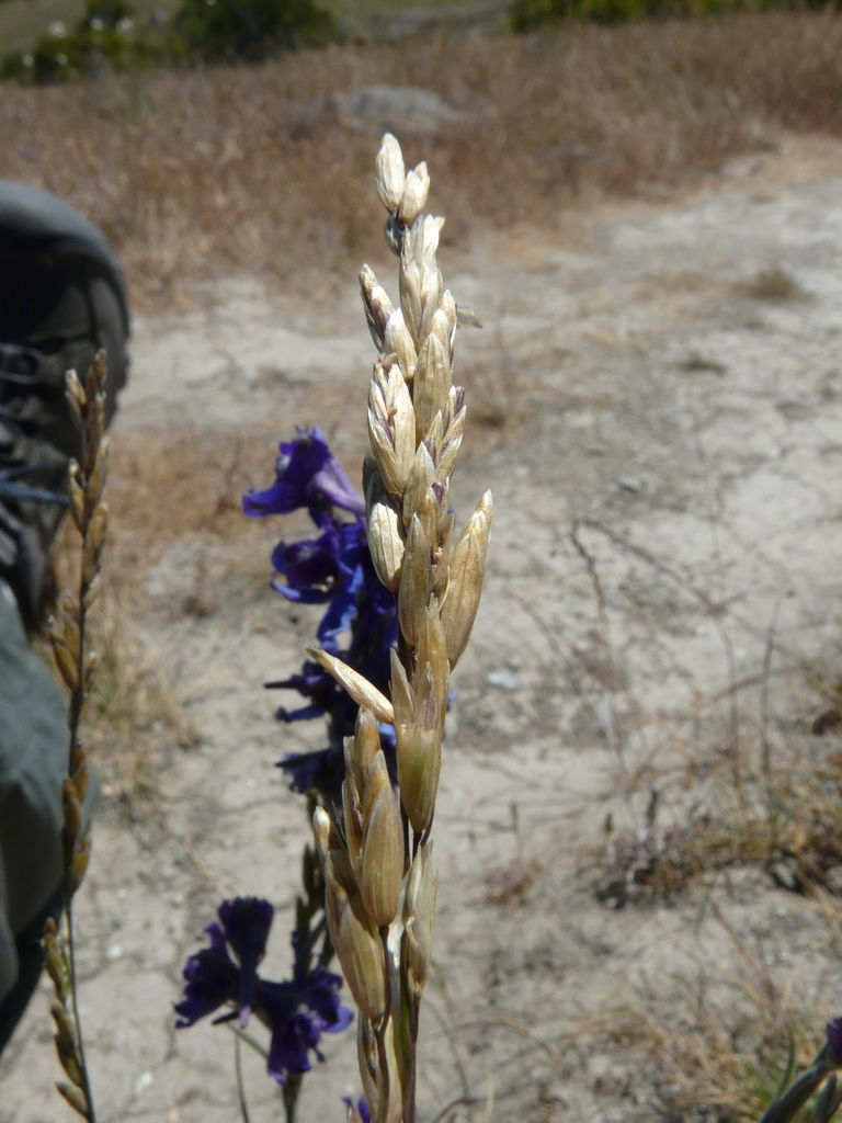 California melic from Marin County, CA, USA on May 25, 2021 by Clint ...