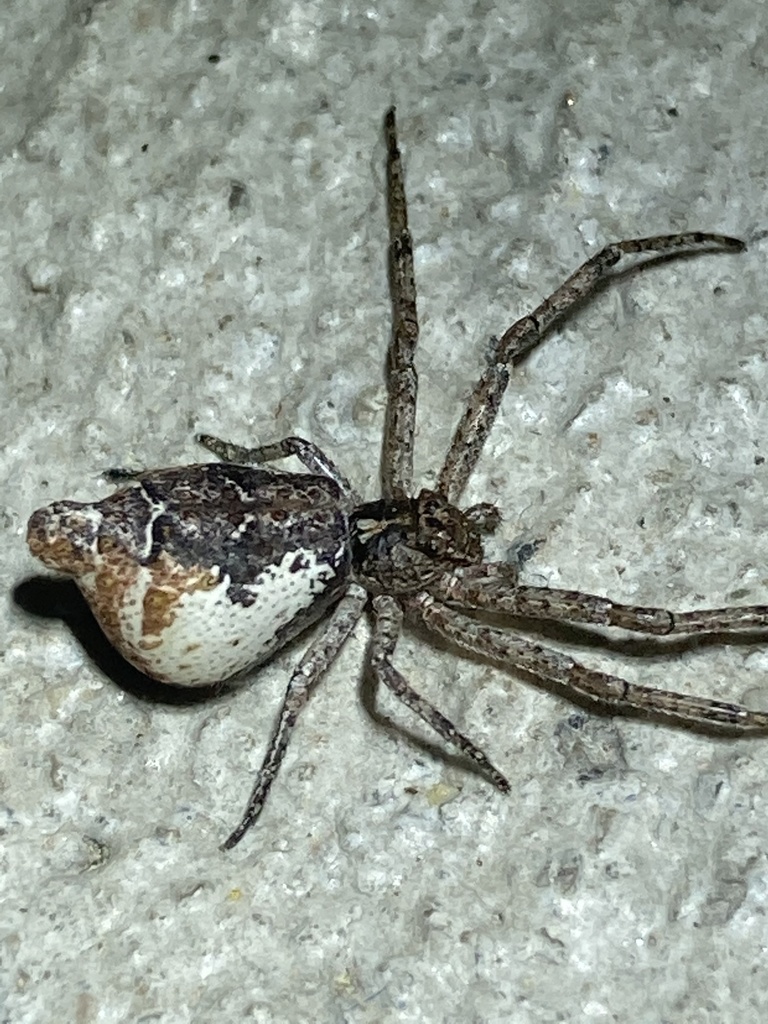 Tuberculated Crab Spider from Okanagan Falls Provincial Park, Oliver ...