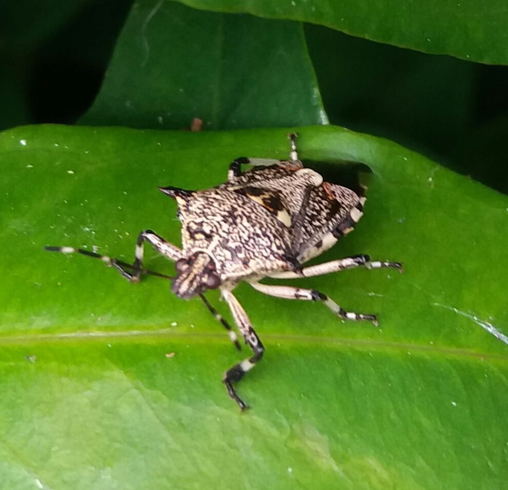 Eocanthecona furcellata (Wolff, 1811)