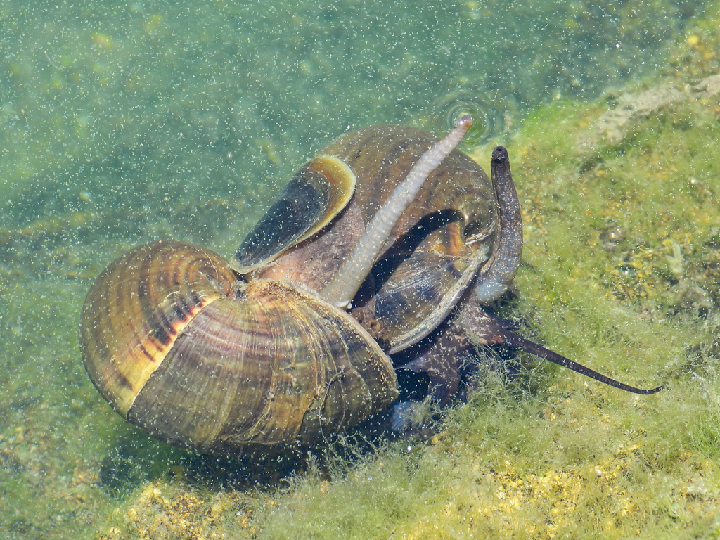 Channeled Apple Snail (Gastropods of the United States Pt.1) · iNaturalist