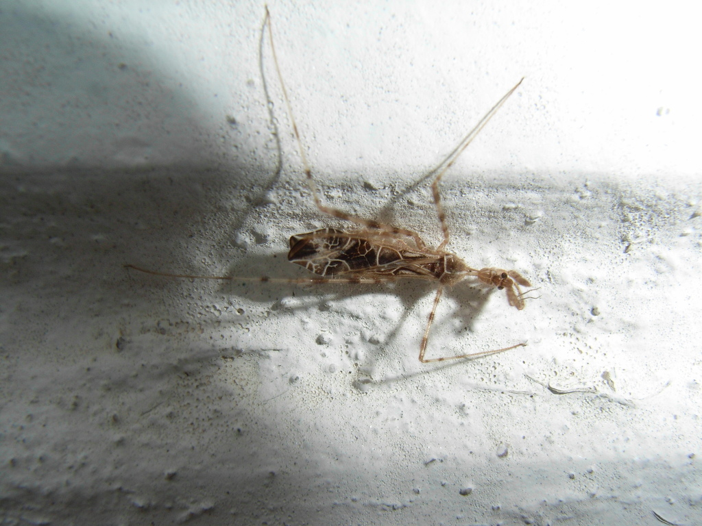 Spider Assassin Bugs from 1 Kelly Ct, Somerville VIC 3912, Australia on ...