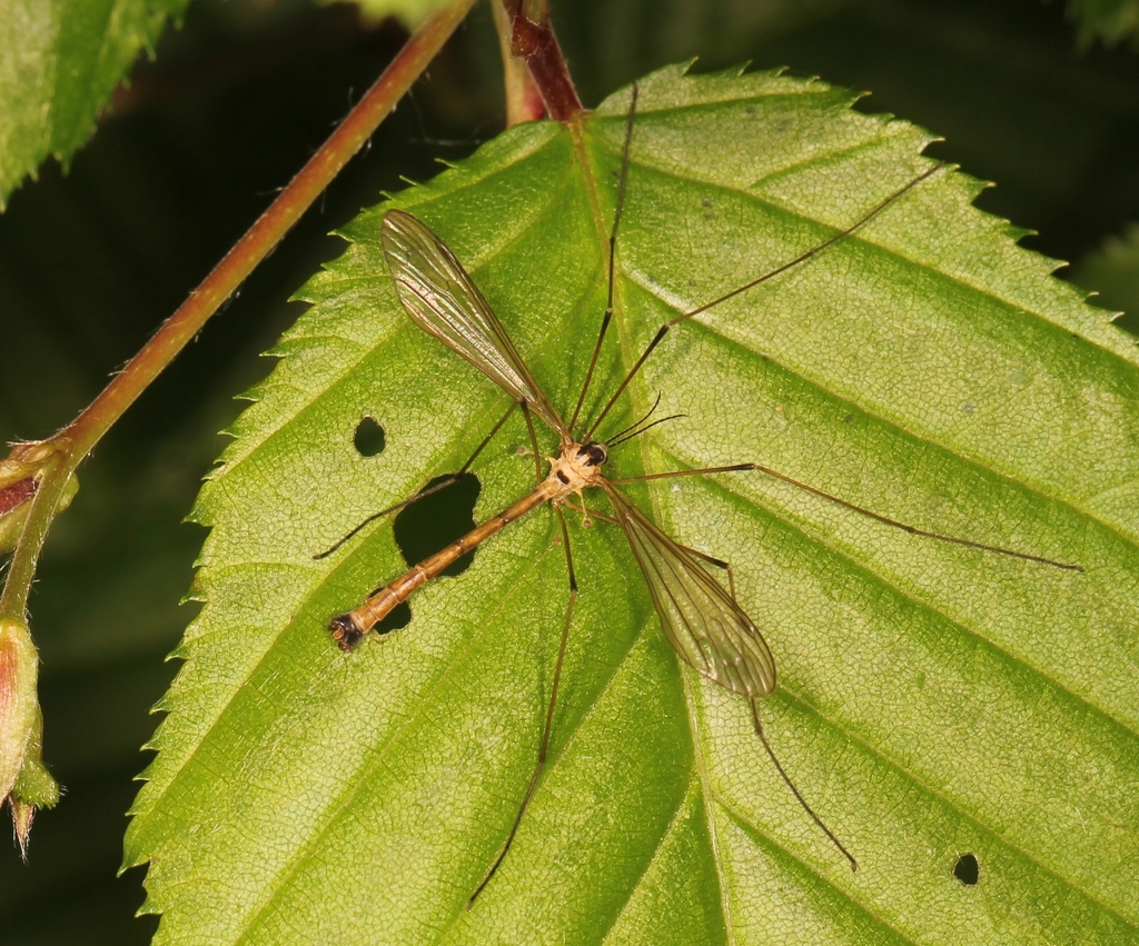 Cylindrotoma distinctissima from 59670 Cassel, France on May 24, 2021 ...