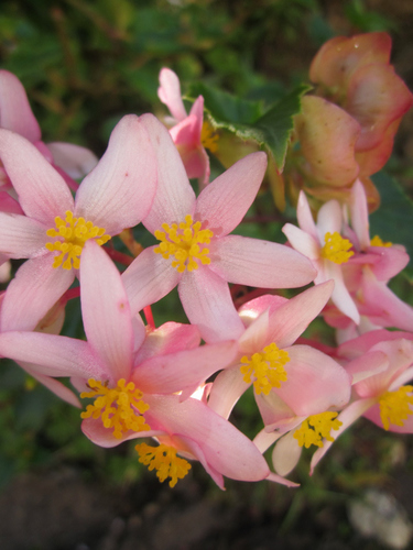 Begonia obtecticaulis · iNaturalist