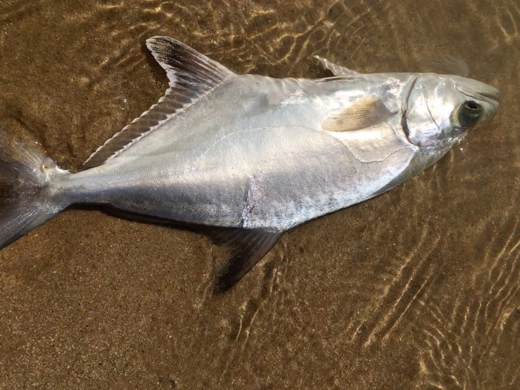 Leerfishes (Lichia) - Marine Life Identification