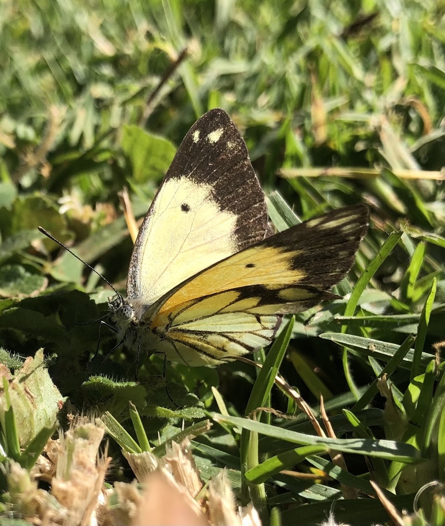 African Common White from KZN, ZA on May 27, 2021 at 10:49 AM by lemon8 ...