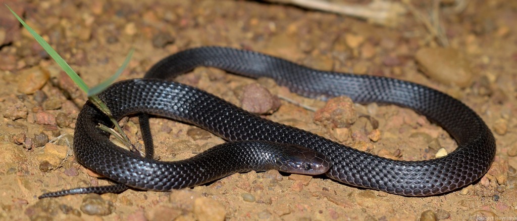 Black File Snake (Herpetofauna of Angola) · iNaturalist