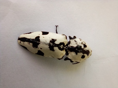 Cryptalaus speciosus · iNaturalist