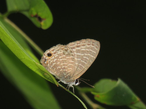 Transparent 6-line Blue (Subspecies Nacaduba kurava nemana ...