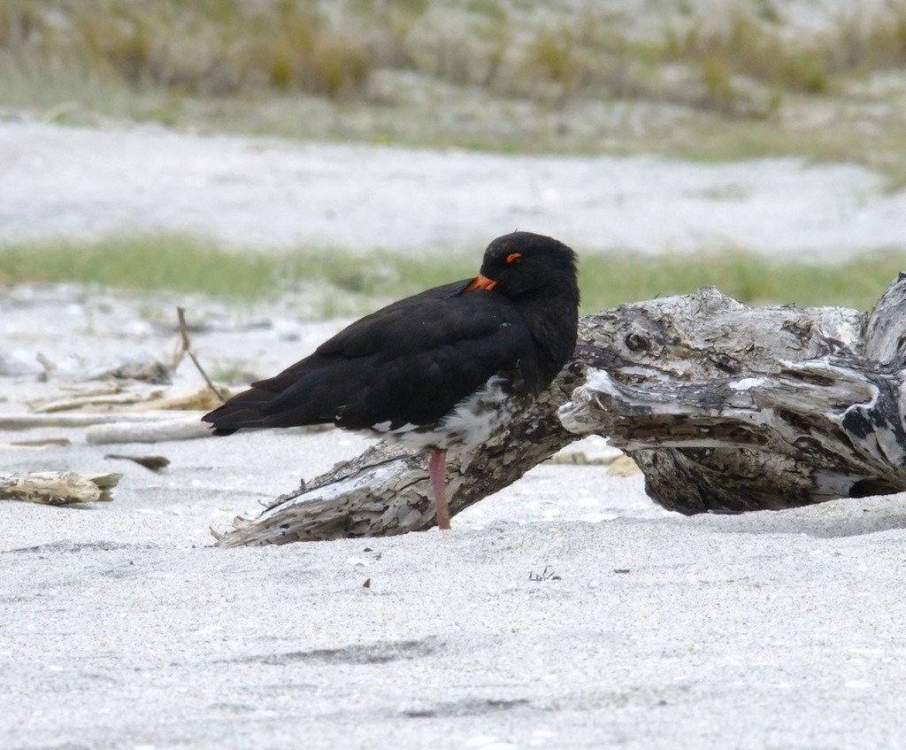 Variable Oystercatcher from Mataora Bay, New Zealand on January 17 ...