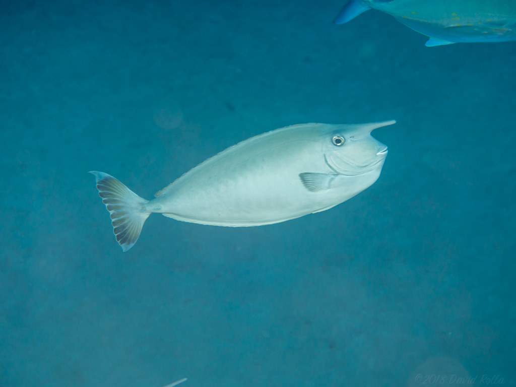 Surgeonfishes, Tangs, and Unicornfishes (Acanthuridae) - Marine Life ...