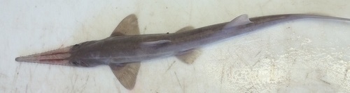Saw Sharks (Pristiophoridae) - Marine Life Identification