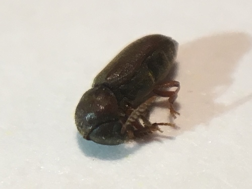 Red-horned Death-watch Beetle (Ptilinus ruficornis) wildspecies.ca