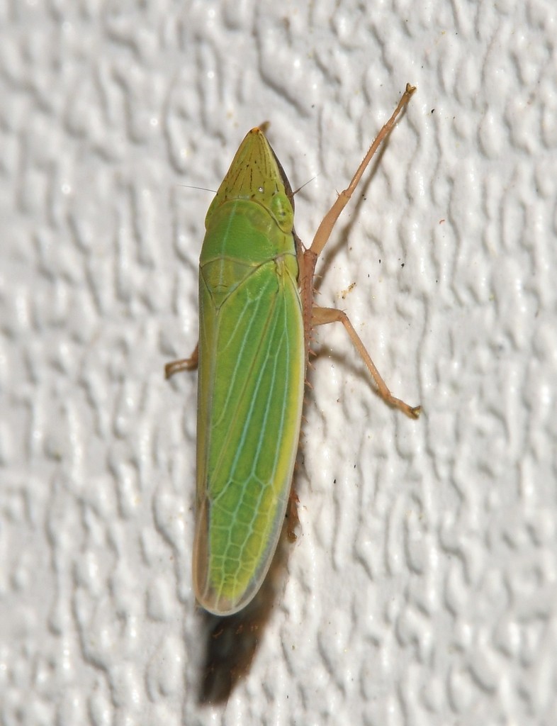 Draeculacephala constricta from Montgomery County, VA, USA on May 25 ...