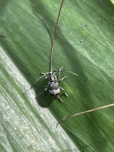 Genus Velleda · iNaturalist