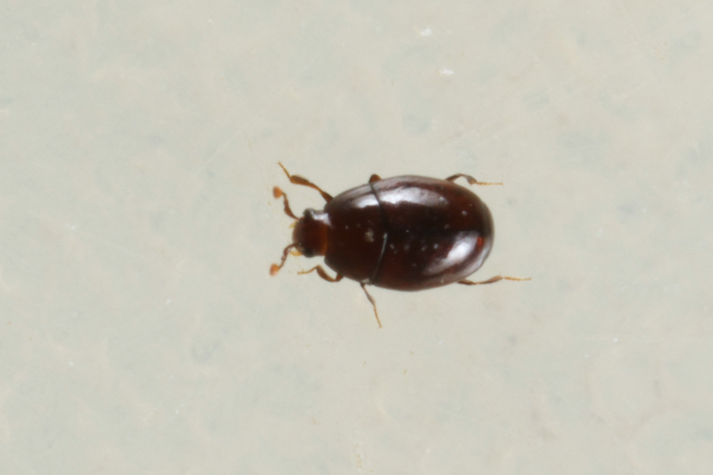 Aeletes atomarius from Lund NO, Sverige on May 25, 2021 at 01:03 PM by ...