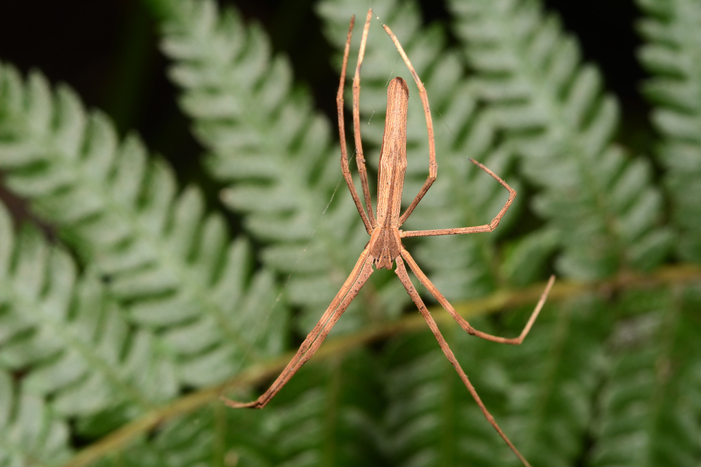 Rufous Net-casting Spider from Sydney NSW, Australia on June 15, 2014 ...
