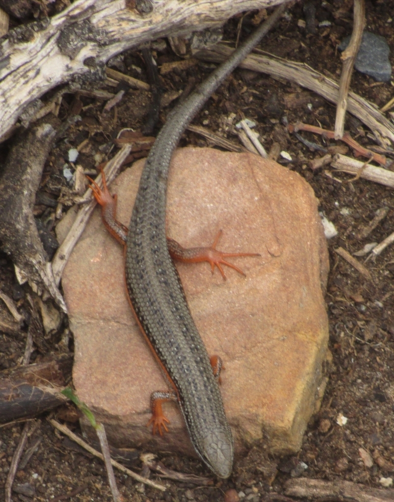 Red-Sided Skink from Cape Point on December 18, 2019 at 12:29 PM by ...
