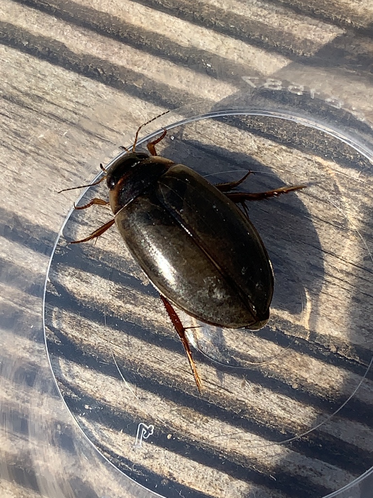 large-grooved diving beetle in May 2021 by Ludivine Lamare · iNaturalist
