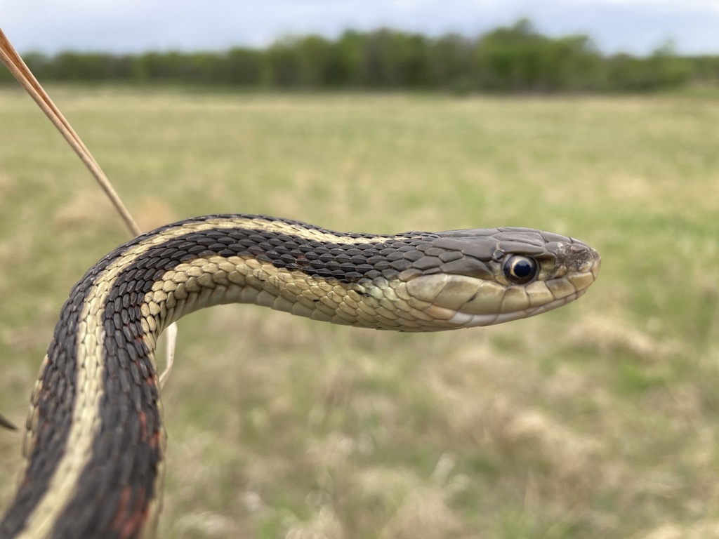 Common Garter Snake from Glyndon, MN, US on May 27, 2021 at 09:16 AM by ...