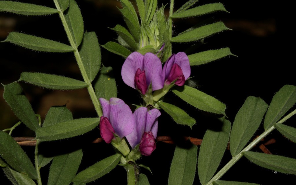 Common Vetch (Vicia sativa) - Botanical Realm