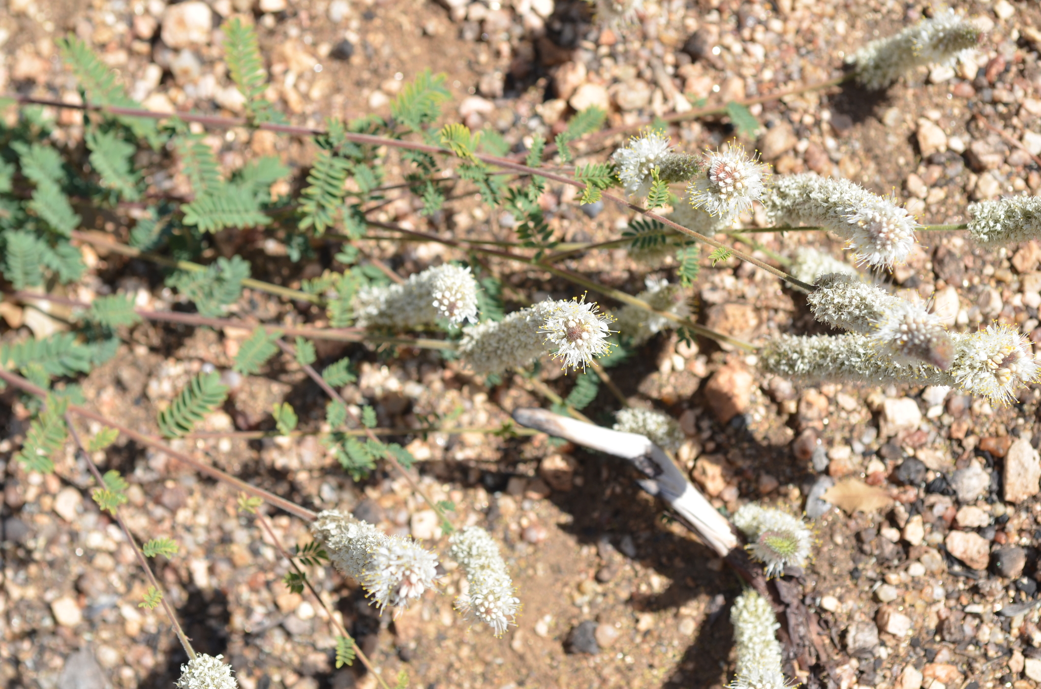 Dalea albiflora A.Gray
