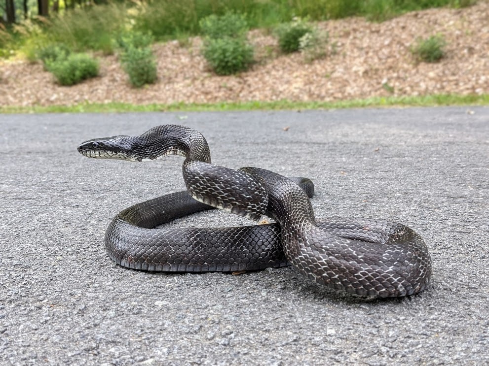Eastern Ratsnake from Clarke County, VA, USA on May 26, 2021 at 09:33 ...