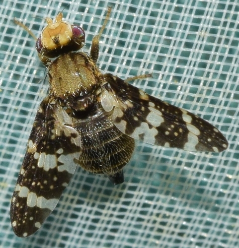 Oxyna obesa · iNaturalist