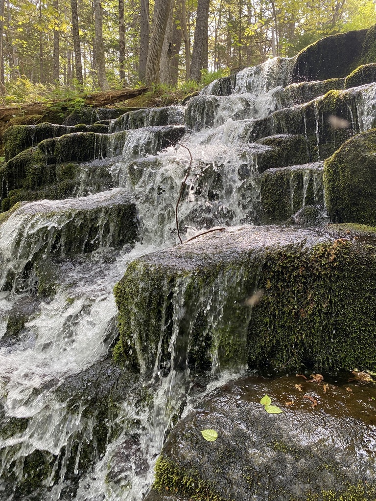 Platyhypnidium Moss (Rhynchostegium riparioides) - Botanical Realm