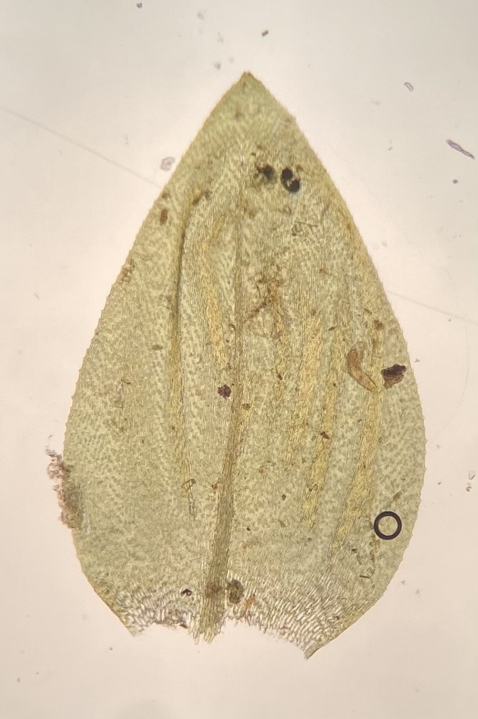 Platyhypnidium Moss (Rhynchostegium riparioides) - Botanical Realm