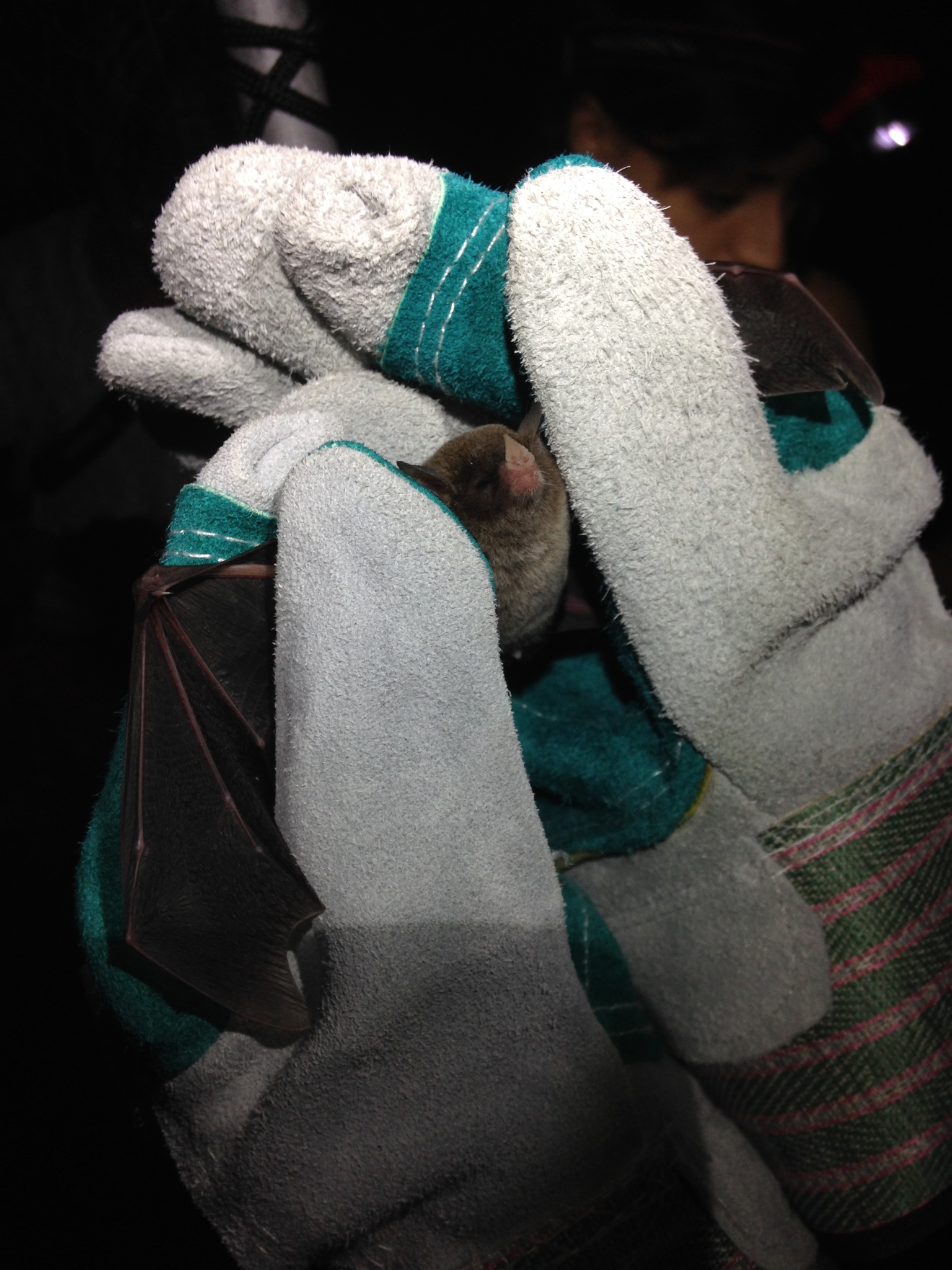 Monophyllus redmani Leach, 1821