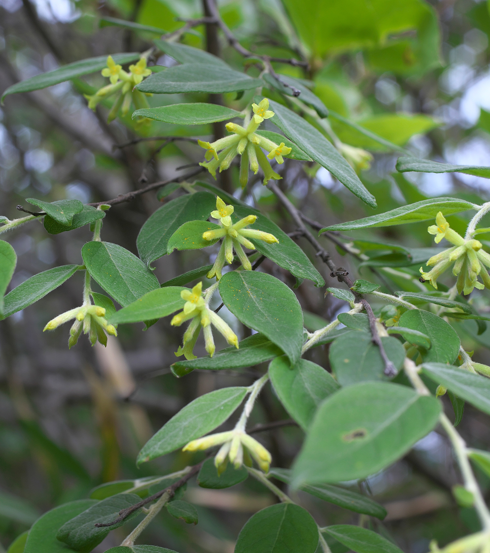 Wikstroemia sikokiana Franch. & Sav.