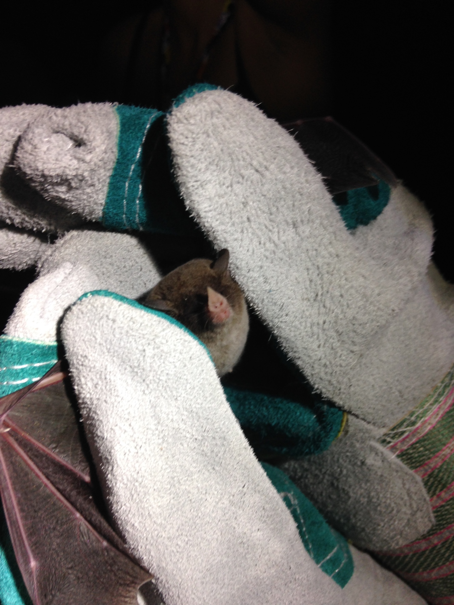 Monophyllus redmani Leach, 1821