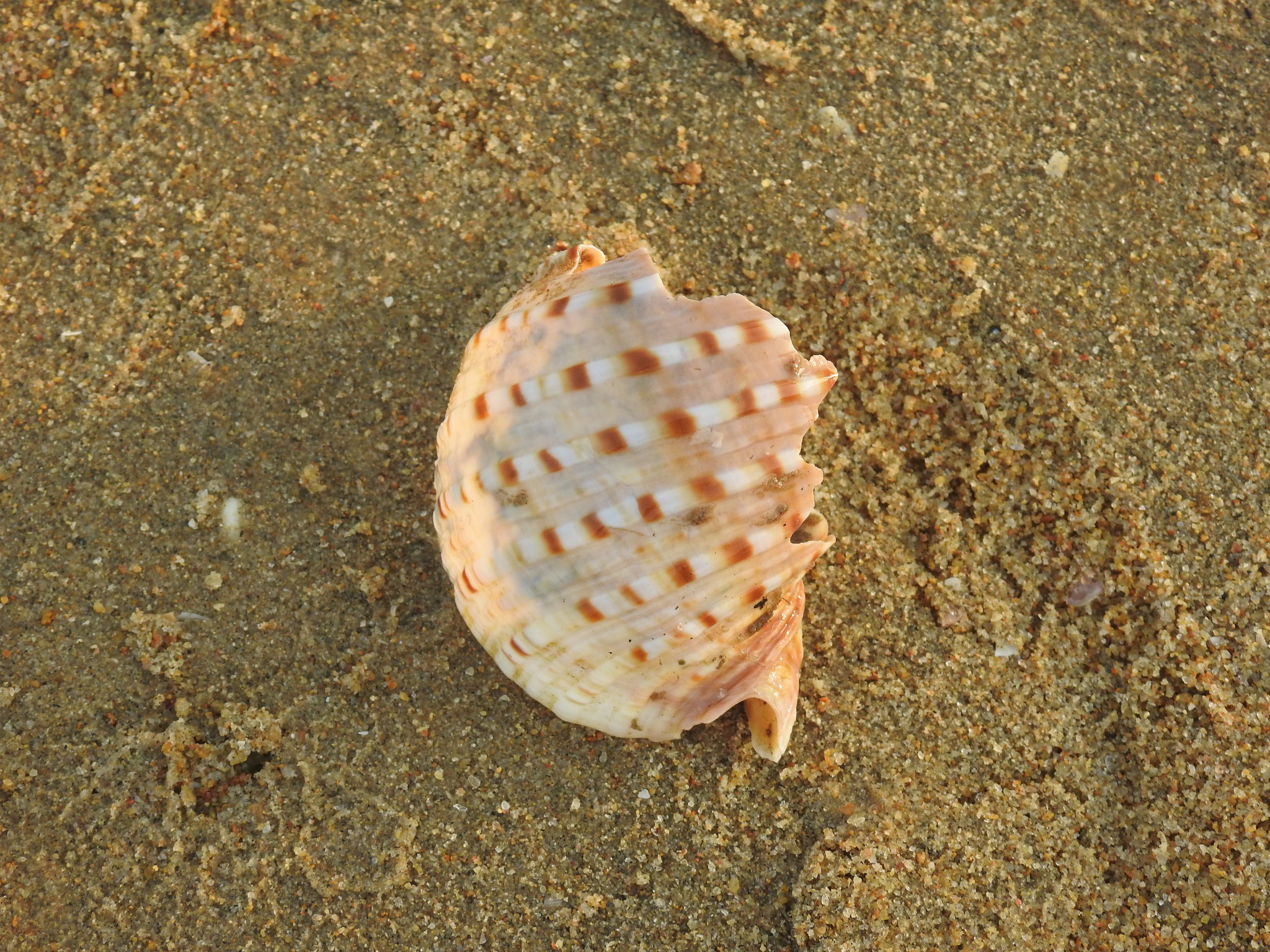 Tonna dolium (Linnaeus, 1758)