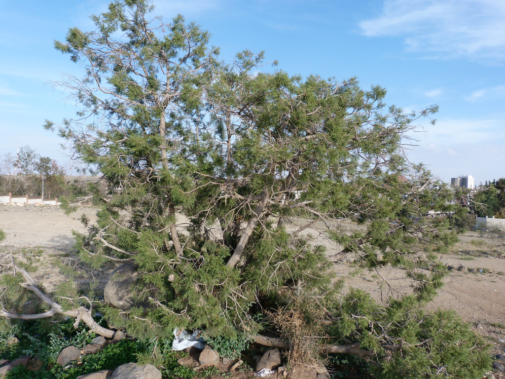 African juniper (Juniperus procera) - Botanical Realm