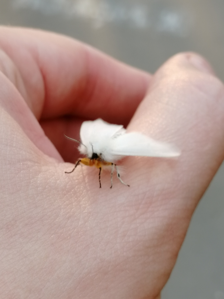 Fall Webworm Moth from Обнинск on May 27, 2021 at 07:49 PM by amanitian ...