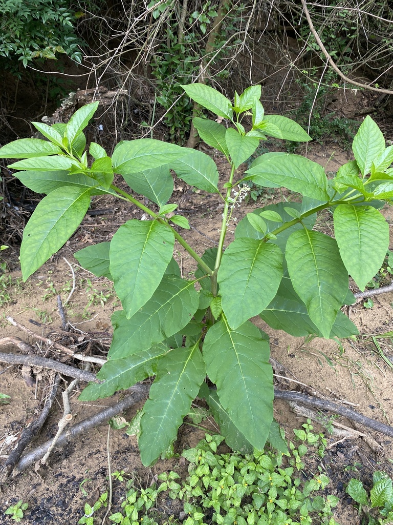 American pokeweed from River Legacy Parks, Arlington, TX, US on May 27 ...