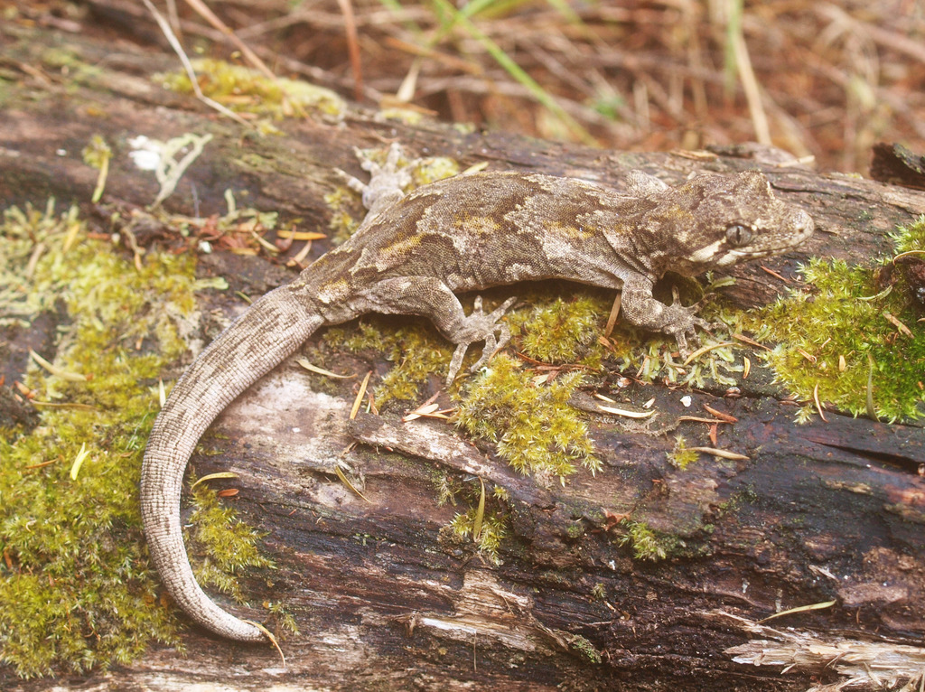 New Zealand Forest Geckos in January 2018 by Mike Lusk · iNaturalist