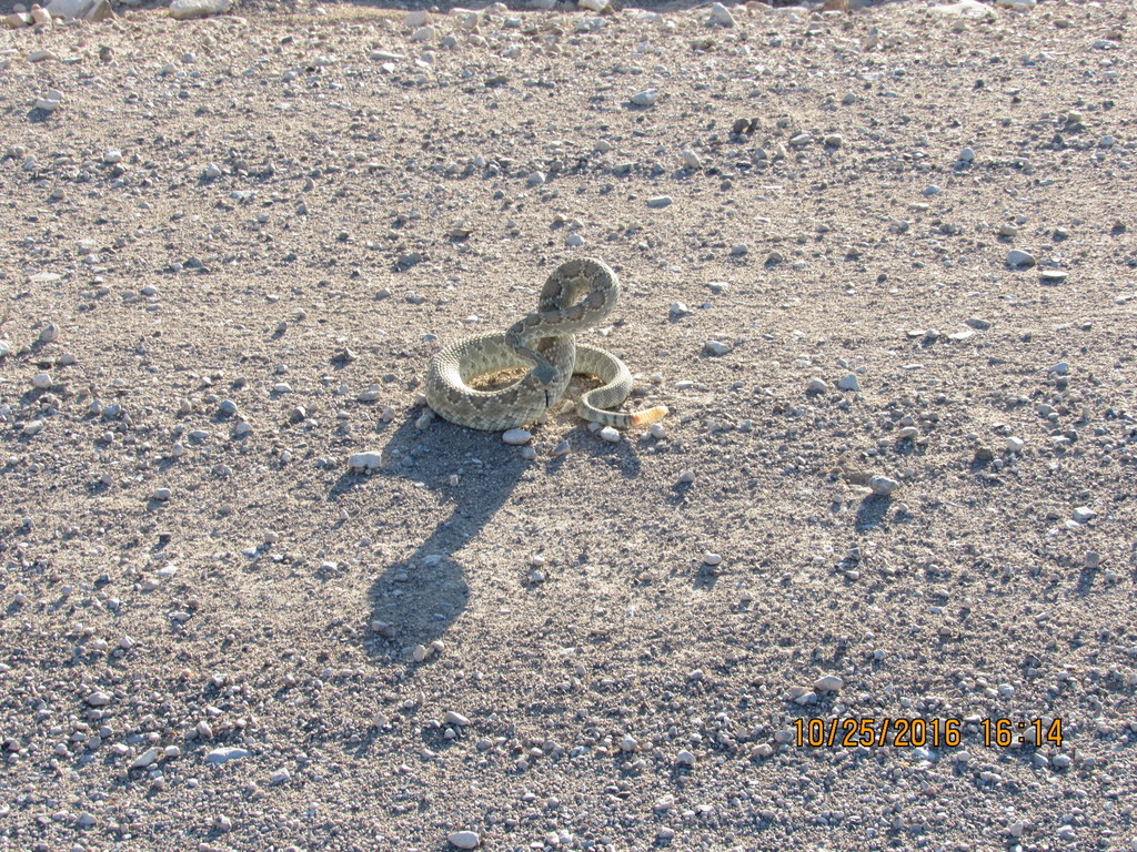 Mojave Rattlesnake from Lincoln County, NV, USA on October 25, 2016 at ...