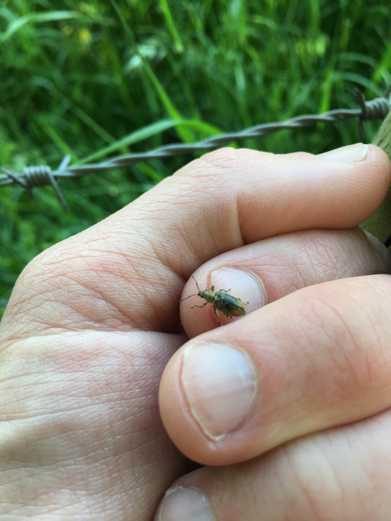 Common Leaf Weevil from Devon, England, GB on May 27, 2021 at 03:42 PM ...