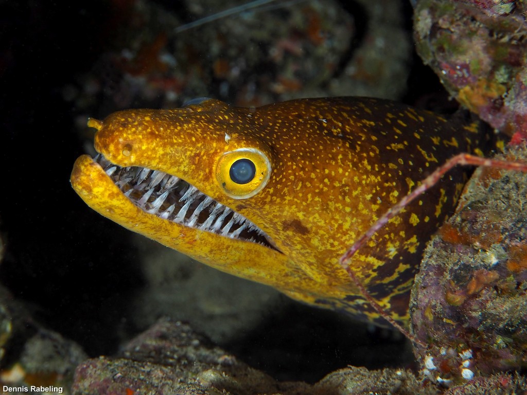 Fangtooth Moray (Enchelycore anatina) - Marine Life Identification