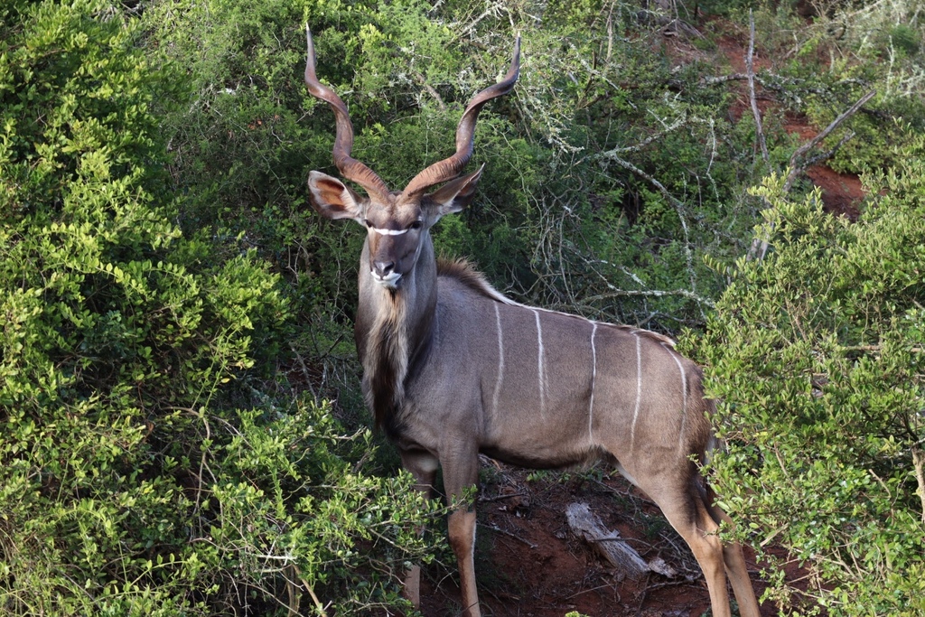 Southern Greater Kudu from Ngulube Loop, EC, ZA on May 11, 2021 at 09: ...