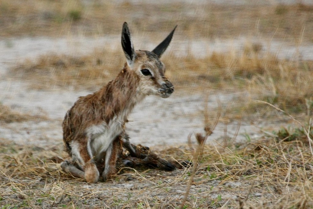 Springbok (Antidorcas marsupialis) - Know Your Mammals