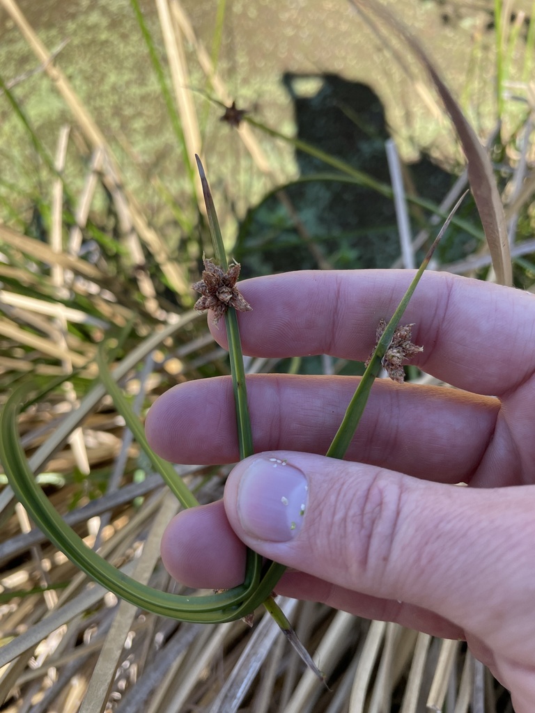American three-square bulrush from Big Break Rd, Oakley, CA, US on May ...