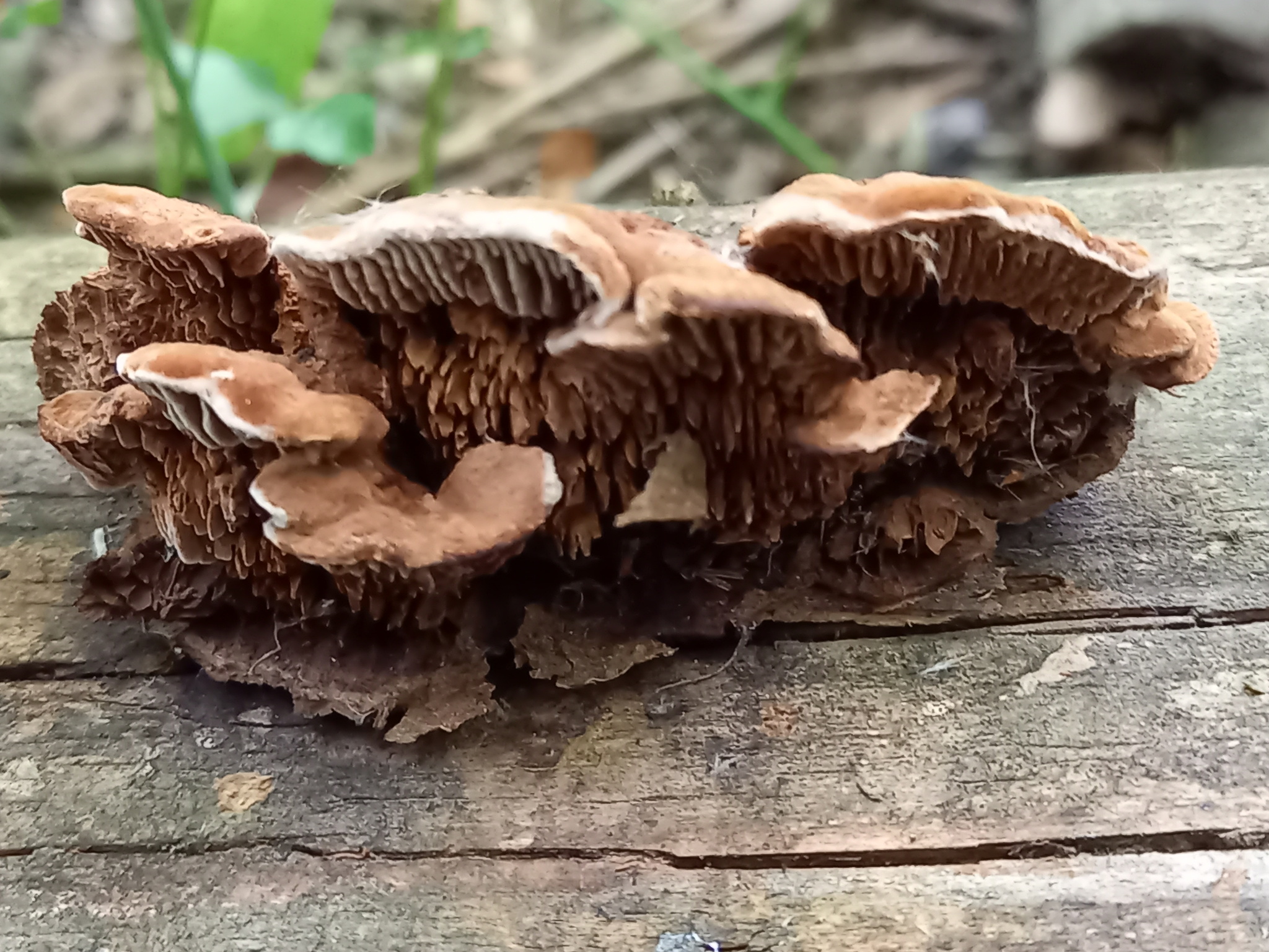 Gloeophyllum abietinum (Bull.) P.Karst.