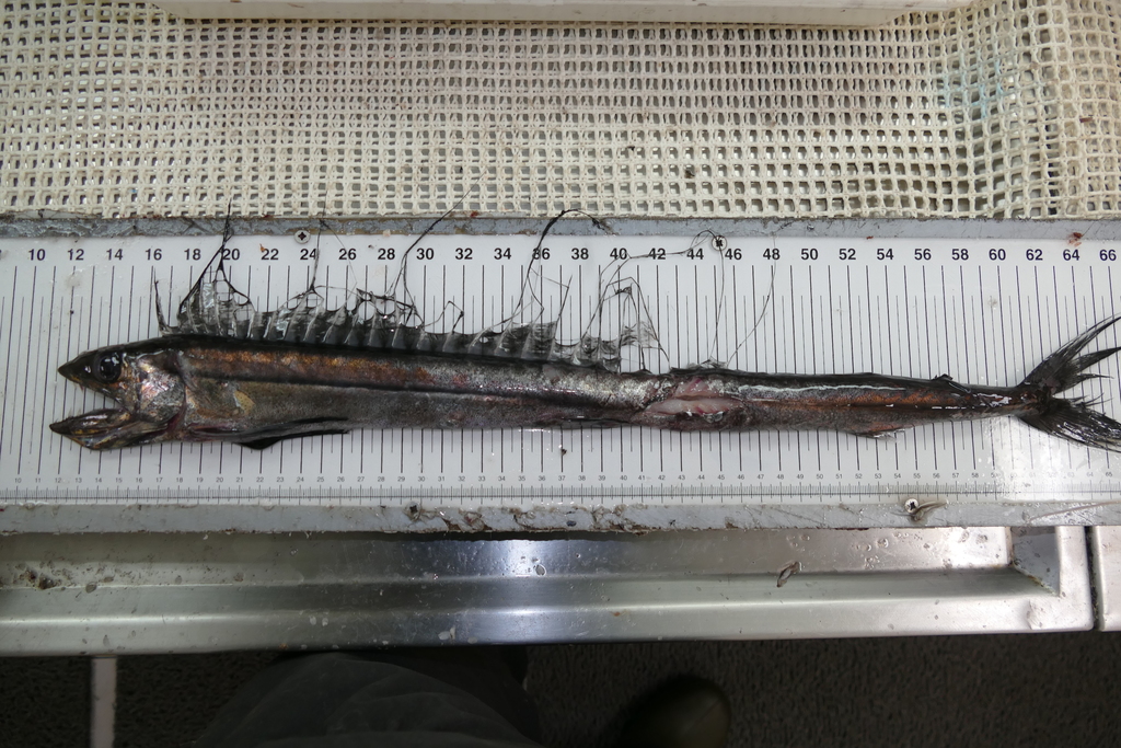 Shortnose Lancetfish (Alepisaurus brevirostris) - Marine Life ...