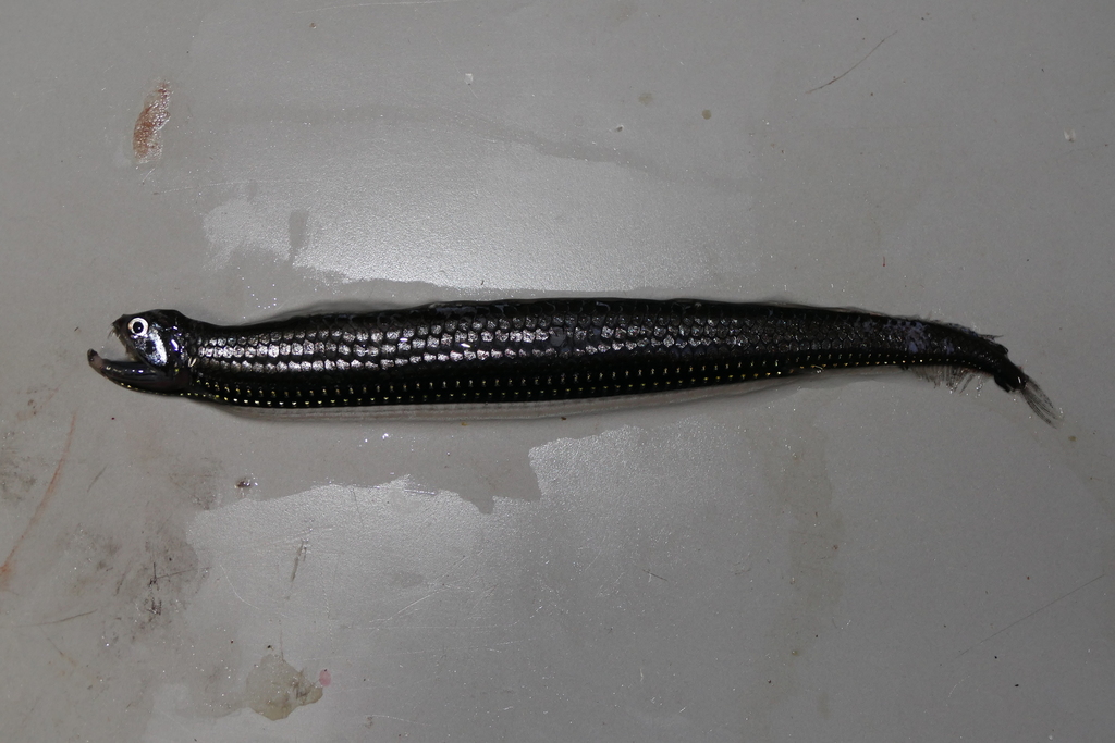 Scaly Dragonfishes (Stomias) - Marine Life Identification