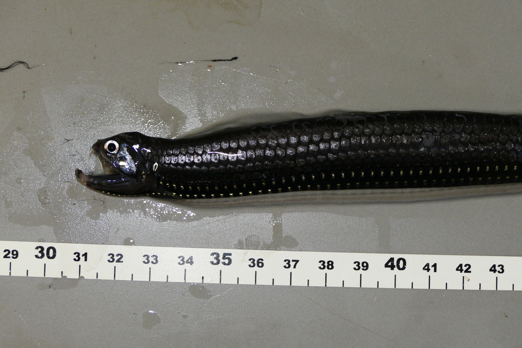 Scaly Dragonfishes (Stomias) - Marine Life Identification