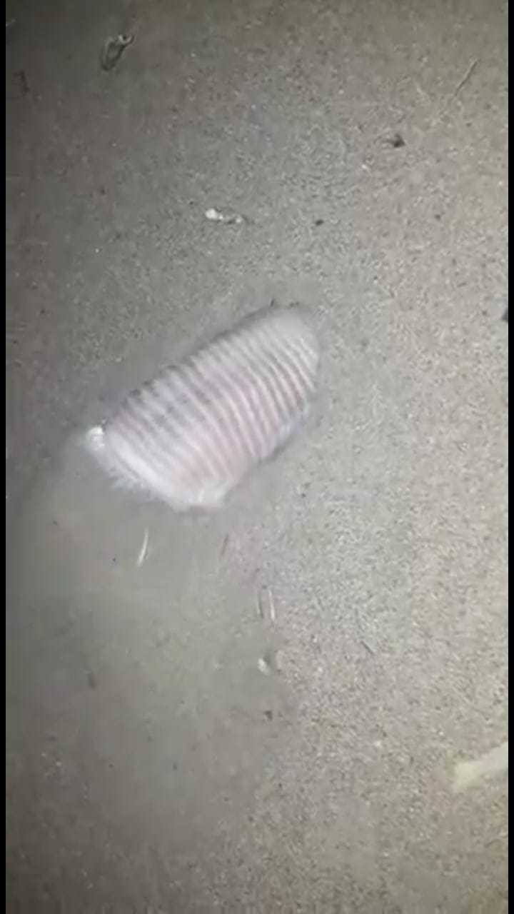 Chlamyphorus truncatus Harlan, 1825